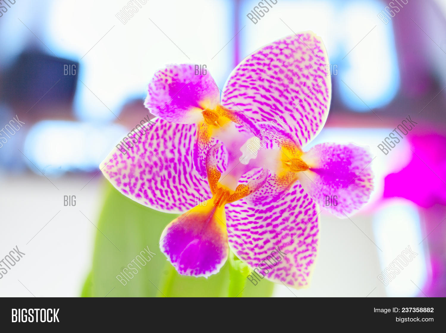 Beautiful Rare Orchids