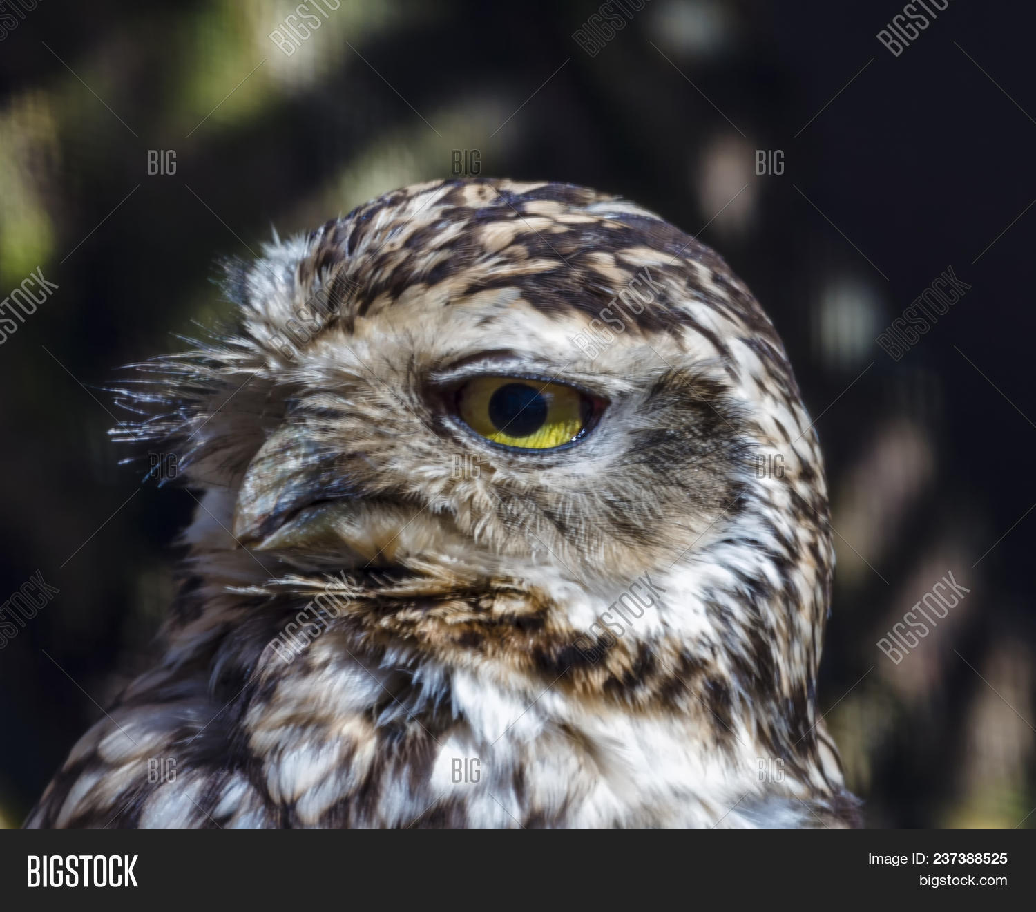 Owl Looking Over Image & Photo (Free Trial) | Bigstock