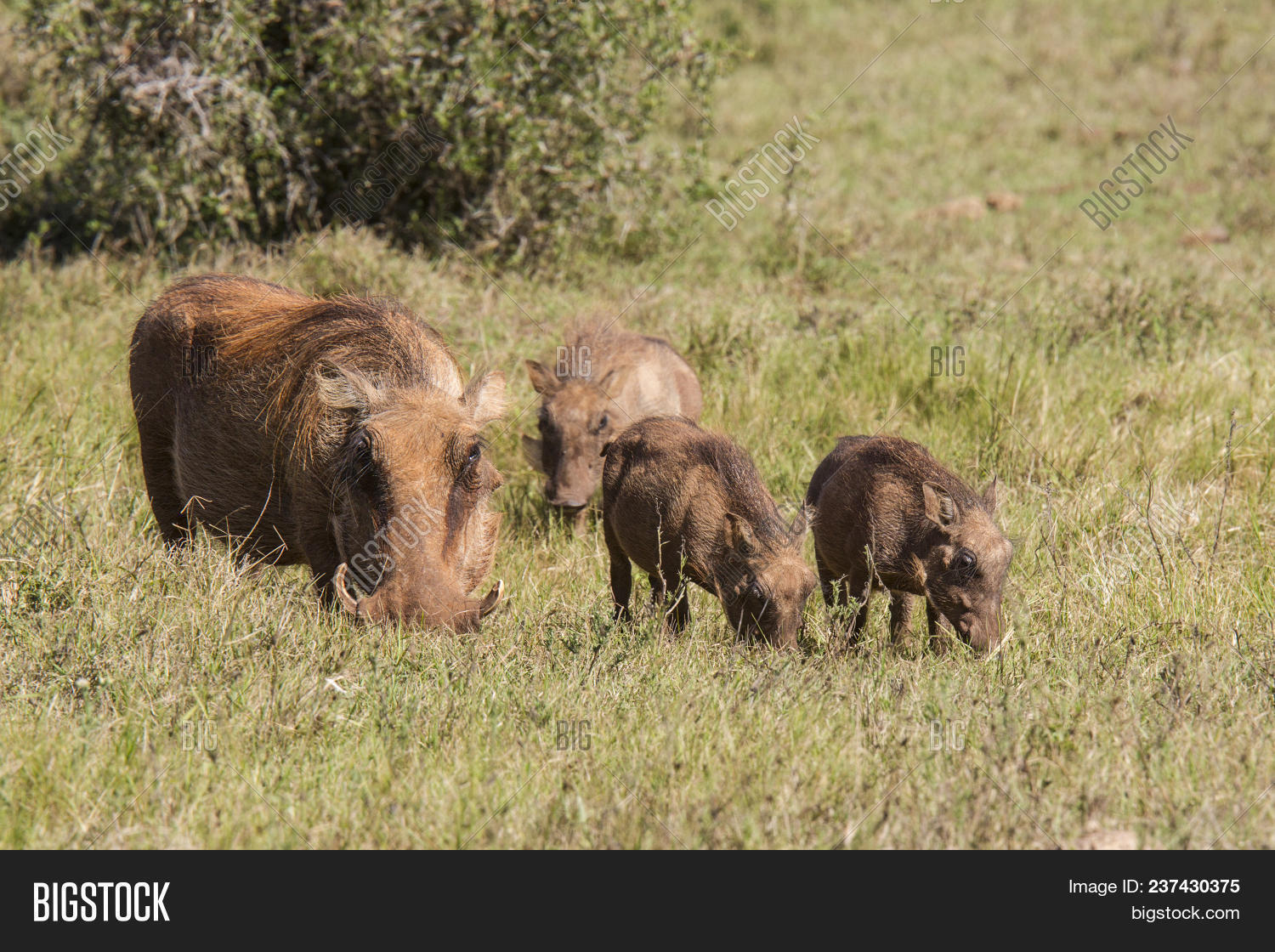 Family Warthogs Image & Photo (Free Trial) | Bigstock