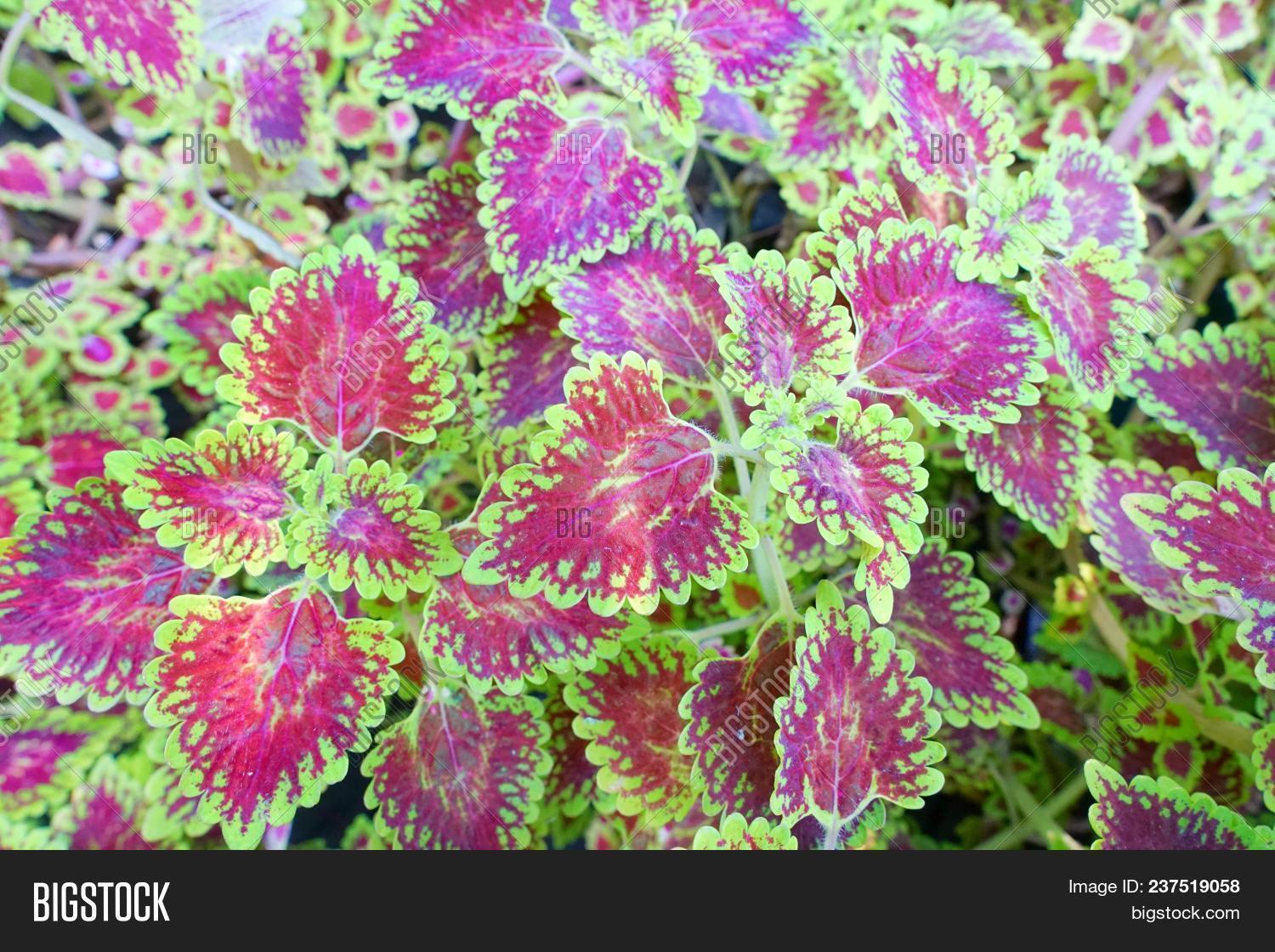 Coleus Blumei Plant Image & Photo (Free Trial) | Bigstock