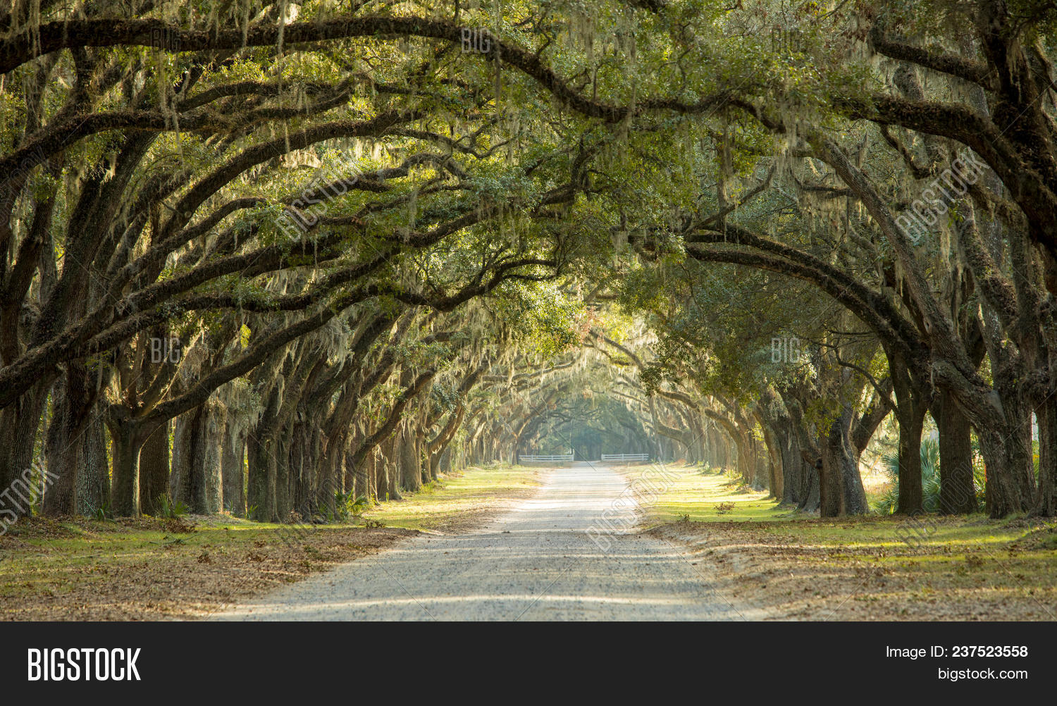 Dramatic Canopy Oaks Image & Photo (Free Trial) | Bigstock