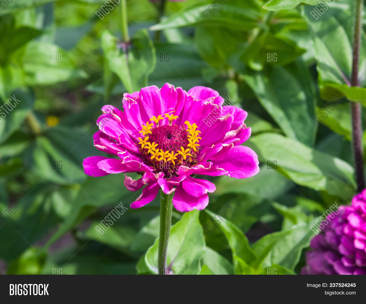 Pink Flower Youth--age Image & Photo (Free Trial) | Bigstock