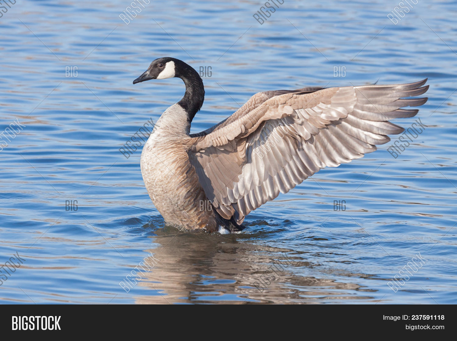 Profile Canada Goose Image & Photo (Free Trial) | Bigstock
