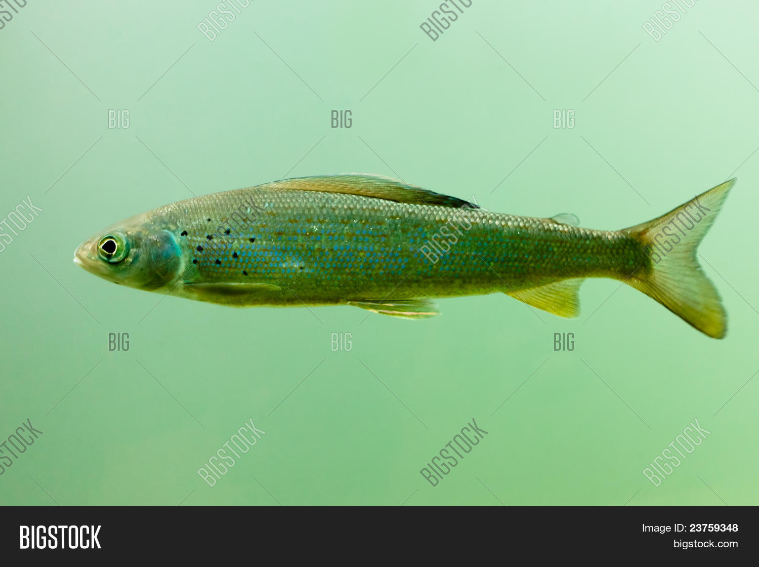 Arctic Grayling ( Image & Photo (Free Trial) | Bigstock