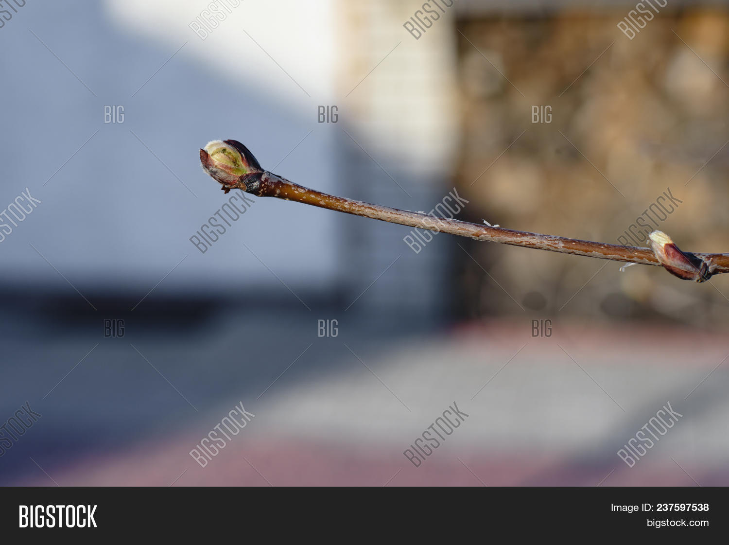 Bud On Stem Rowan Tree Image & Photo (Free Trial) | Bigstock