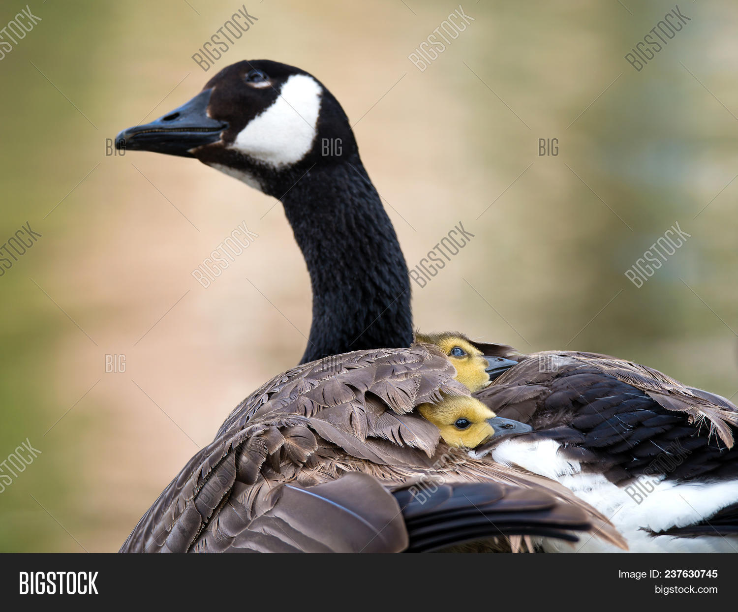 Two Cute Canada Goose Image & Photo (Free Trial) | Bigstock