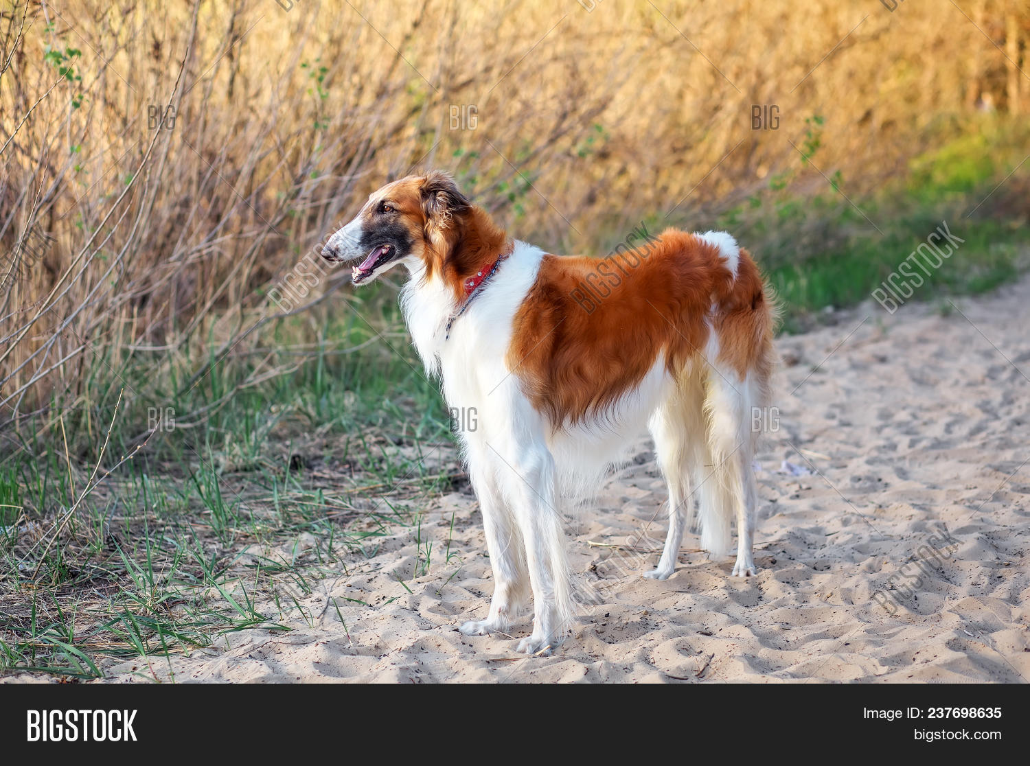 Russian Wolfhound Dog Image & Photo (Free Trial) | Bigstock