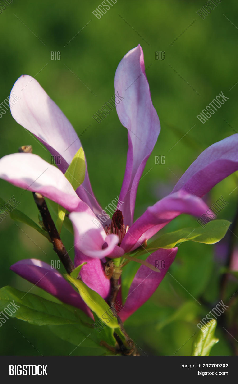 Beautiful Magnolia Image & Photo (Free Trial) | Bigstock