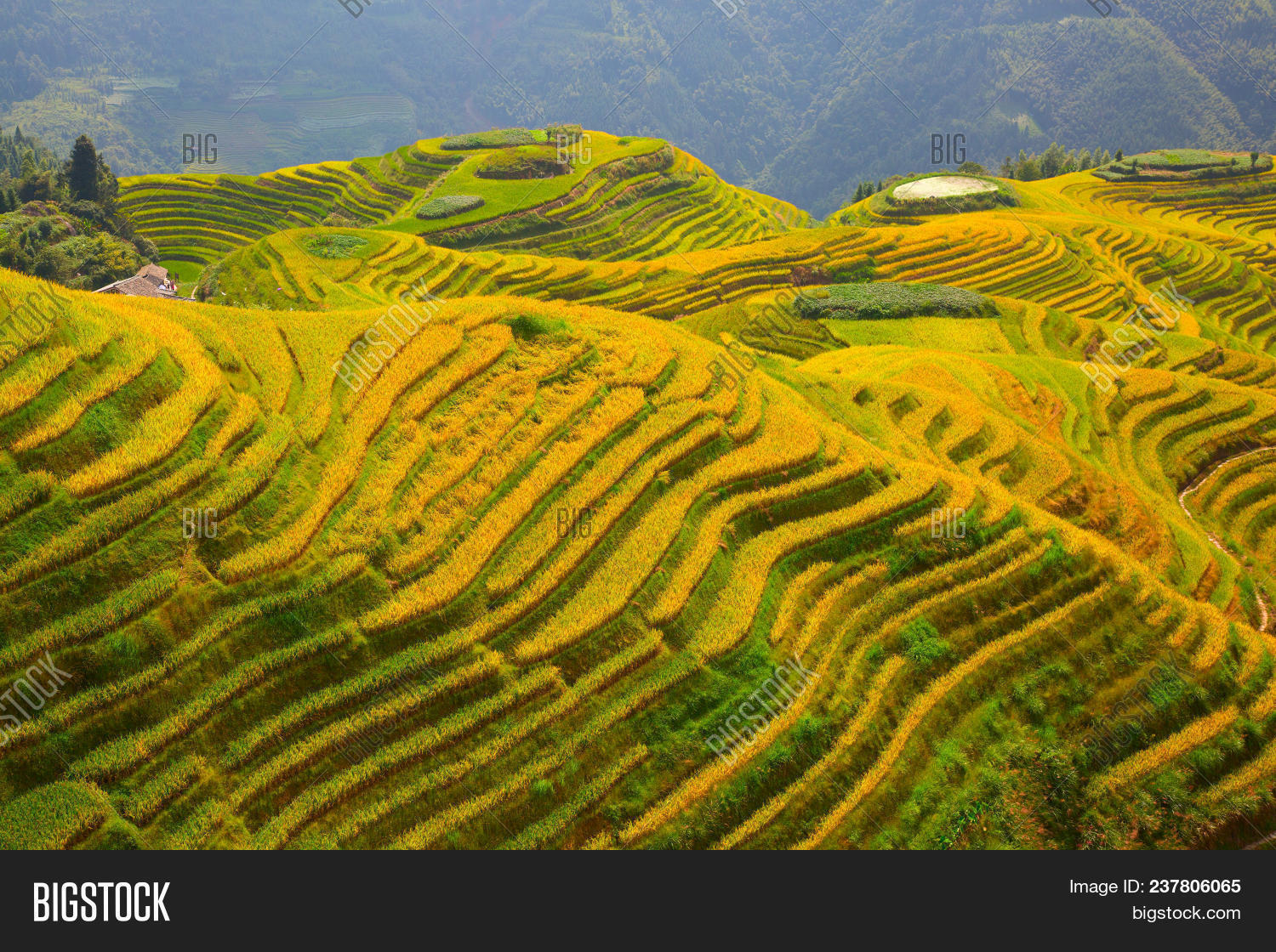 Longsheng Rice Image & Photo (Free Trial) | Bigstock