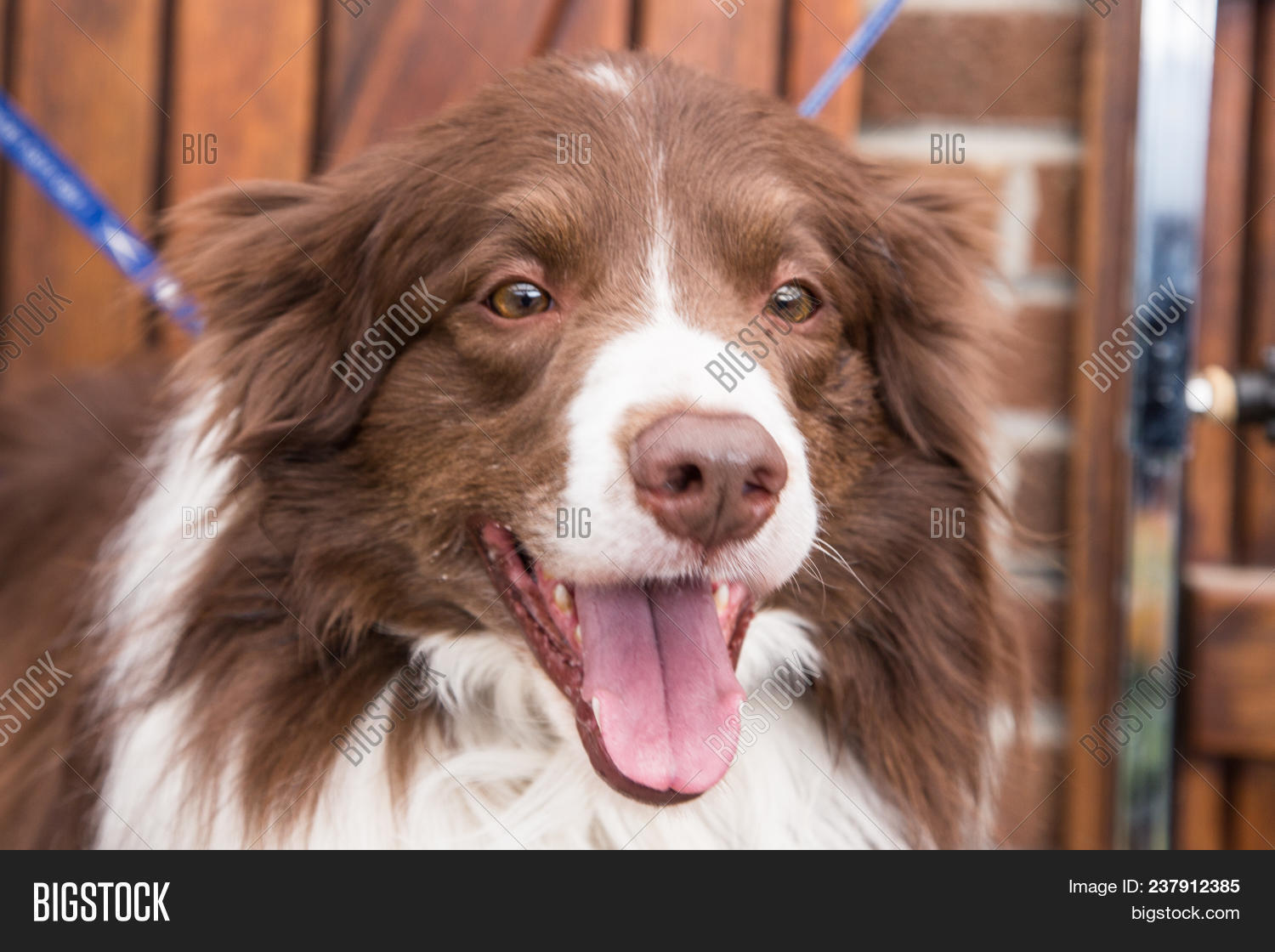 Portrait Beauceron Dog Image & Photo (Free Trial) | Bigstock