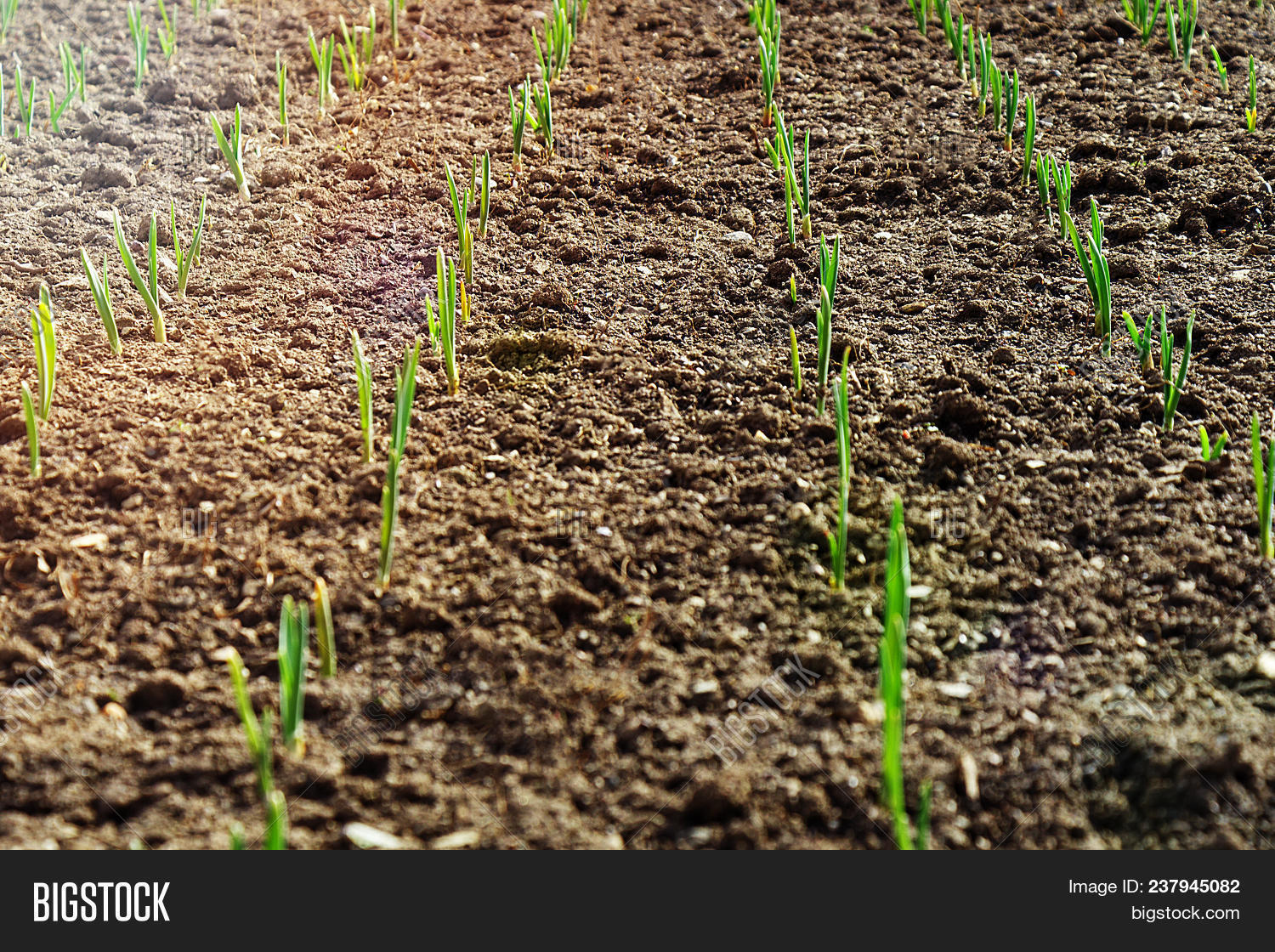 Crops Planted Rich Image & Photo (Free Trial) | Bigstock