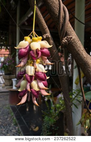 Blooming Mucuna Image & Photo (Free Trial) | Bigstock