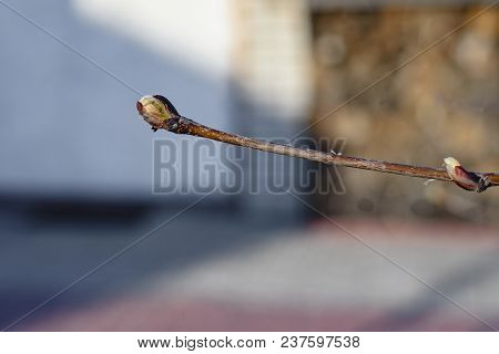 Bud On Stem Rowan Tree Image & Photo (Free Trial) | Bigstock