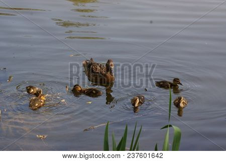 Female Duck Ducklings Image & Photo (Free Trial) | Bigstock