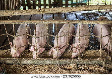 Pig Traditional Swine Image & Photo (Free Trial) | Bigstock