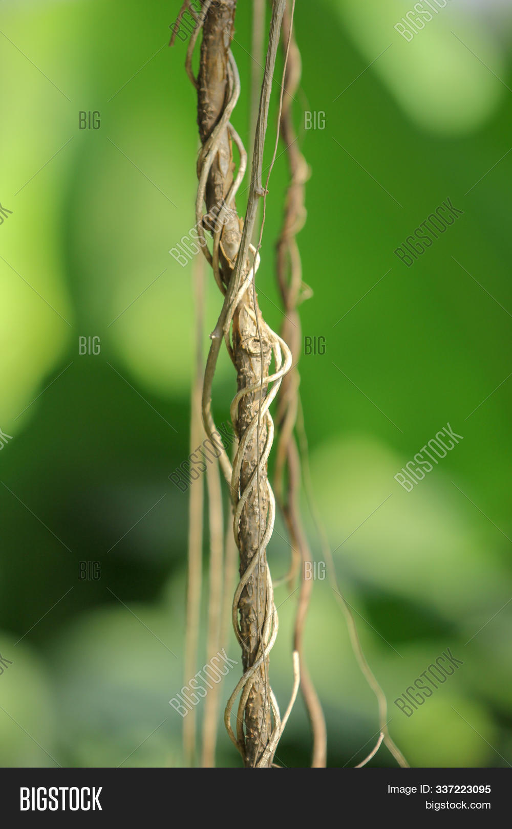 Banyan Tree Rope Image & Photo (Free Trial) | Bigstock