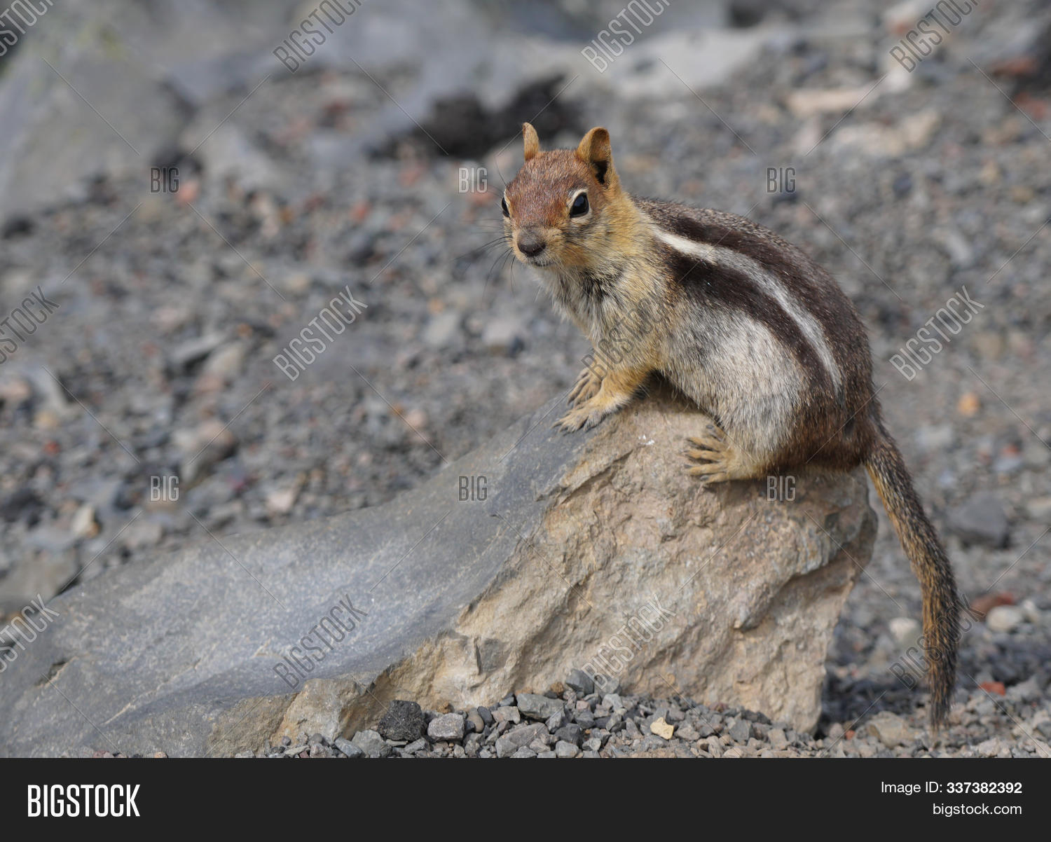 Small Chipmunk Sits On Image & Photo (Free Trial) | Bigstock