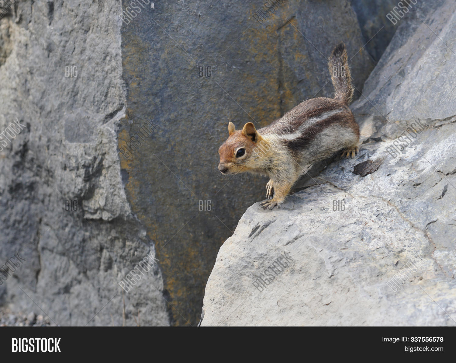 Small Chipmunk Playing Image & Photo (Free Trial) | Bigstock