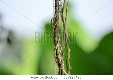 Banyan Tree Rope Image & Photo (Free Trial) | Bigstock