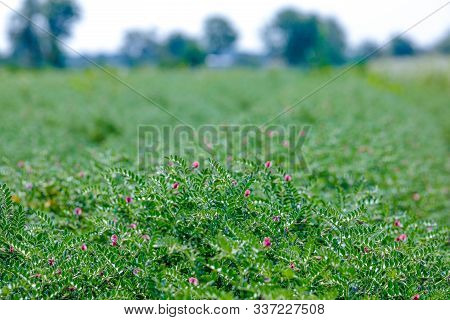 Fresh Green Chickpeas Image & Photo (Free Trial) | Bigstock