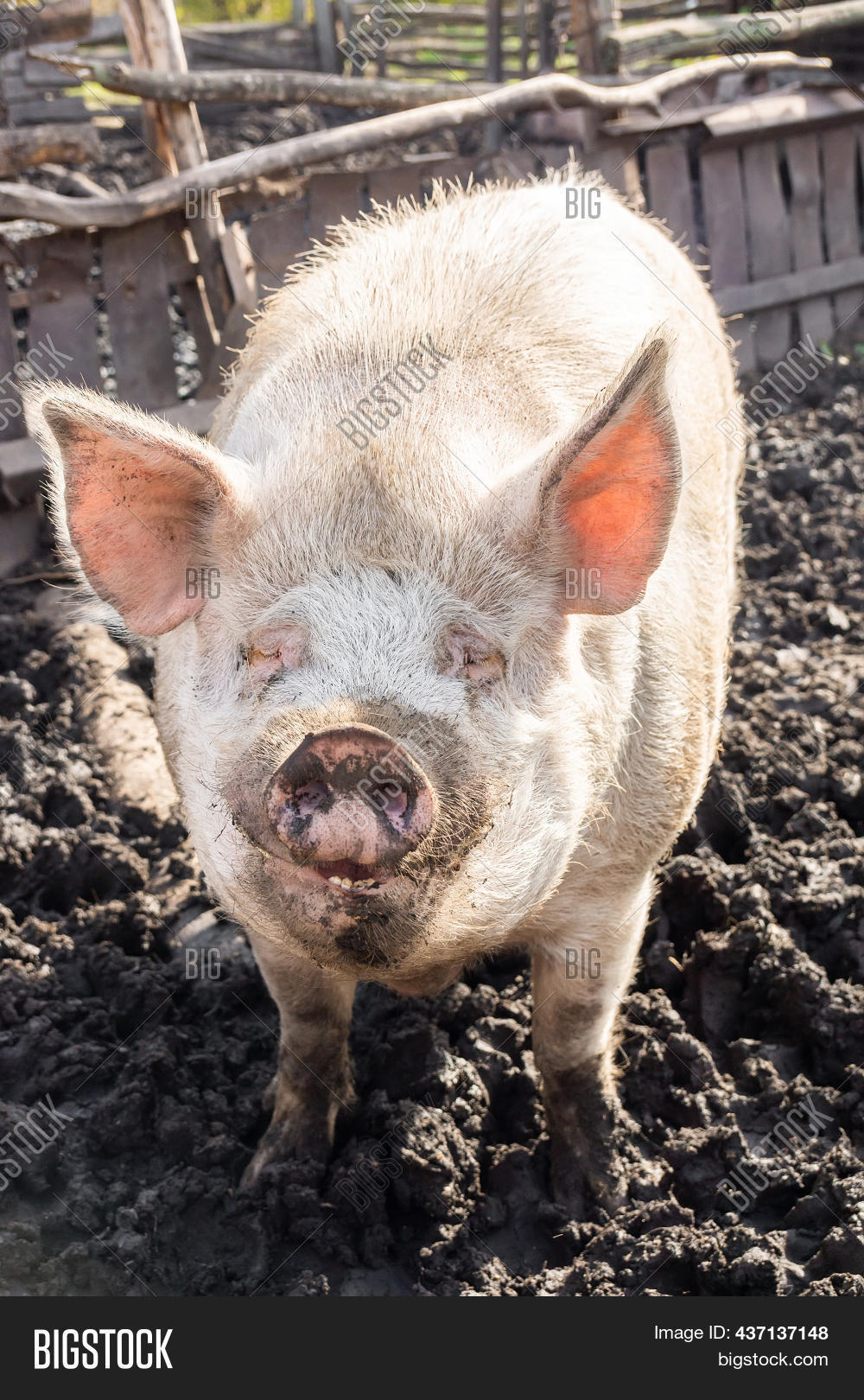 Pink Pigs On Farm. Image & Photo (Free Trial) | Bigstock
