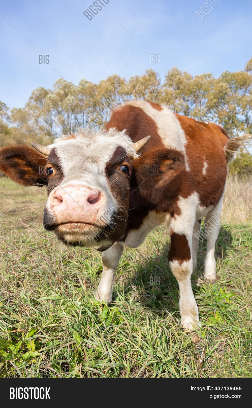Red Angus Heifer Image & Photo (Free Trial) | Bigstock