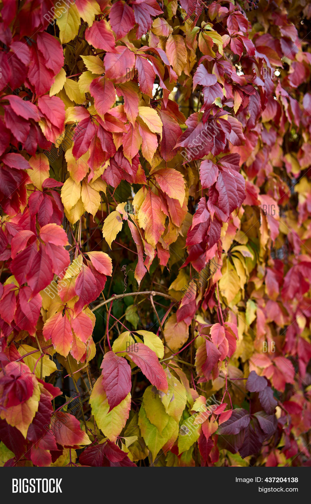 Beautiful Jagged Red Image & Photo (Free Trial) | Bigstock