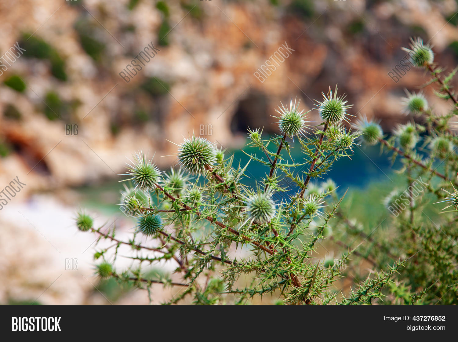 Green Barbed Plant Image & Photo (Free Trial) | Bigstock