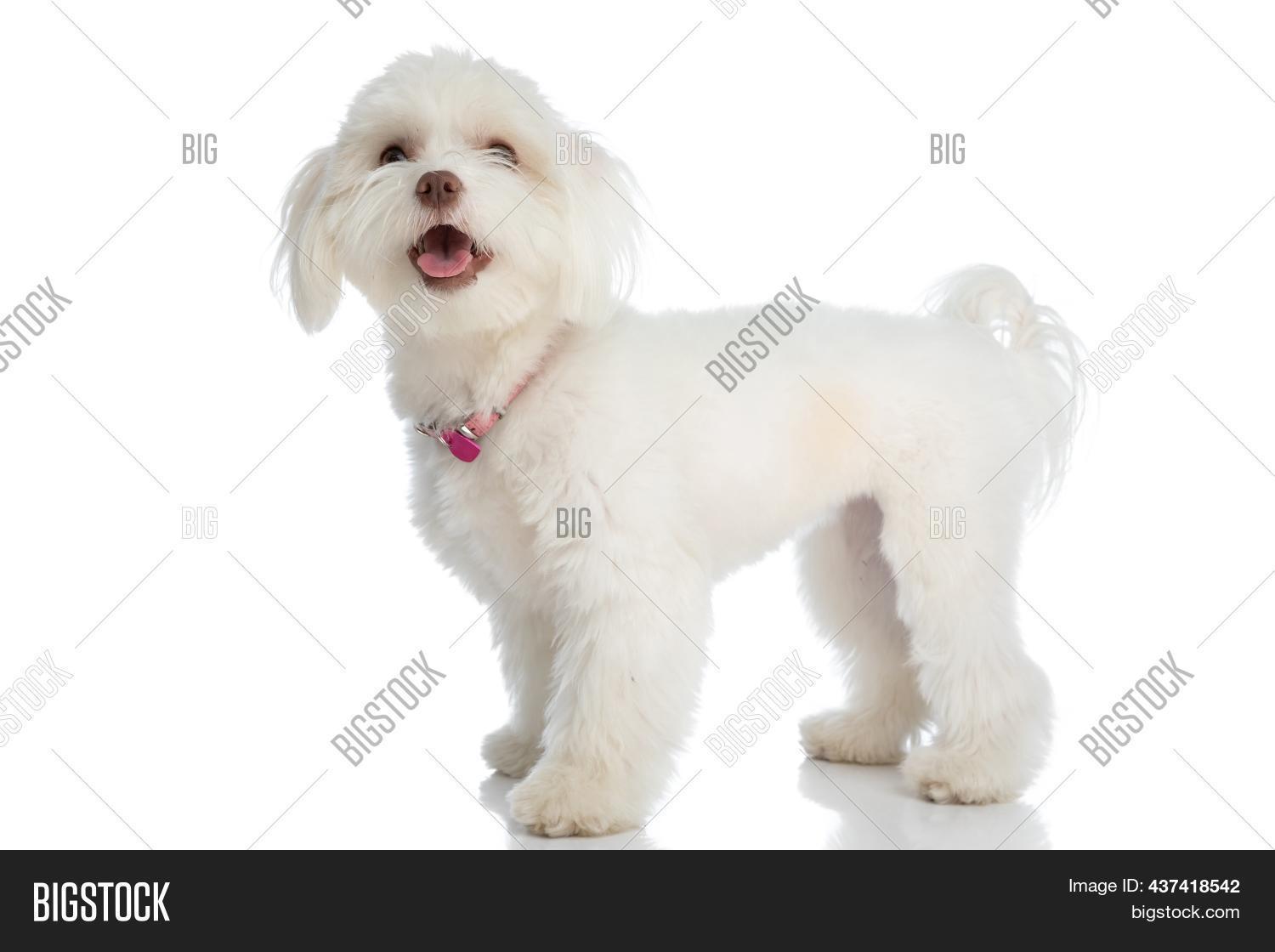 Happy Small Bichon Image & Photo (Free Trial) | Bigstock