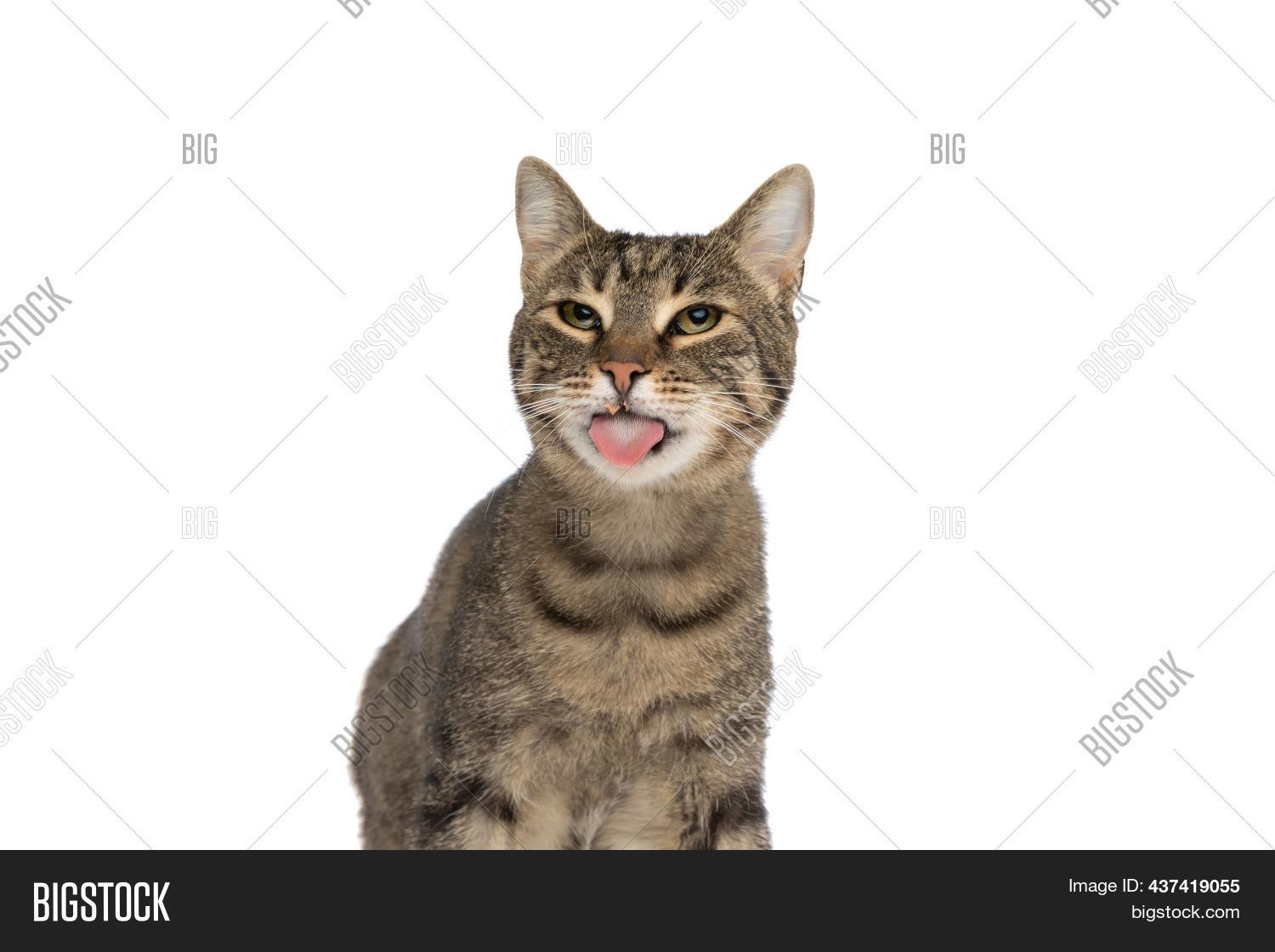 Cute Metis Cat Mocking Image & Photo (Free Trial) | Bigstock