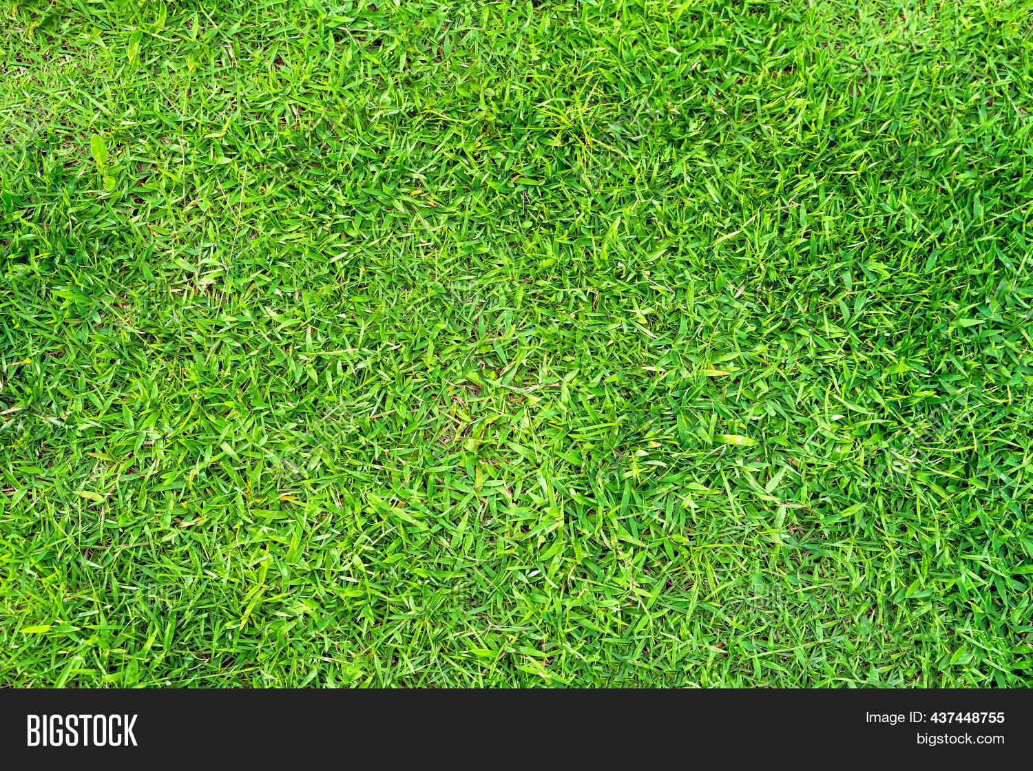 Green Grass Texture Image & Photo (Free Trial) | Bigstock