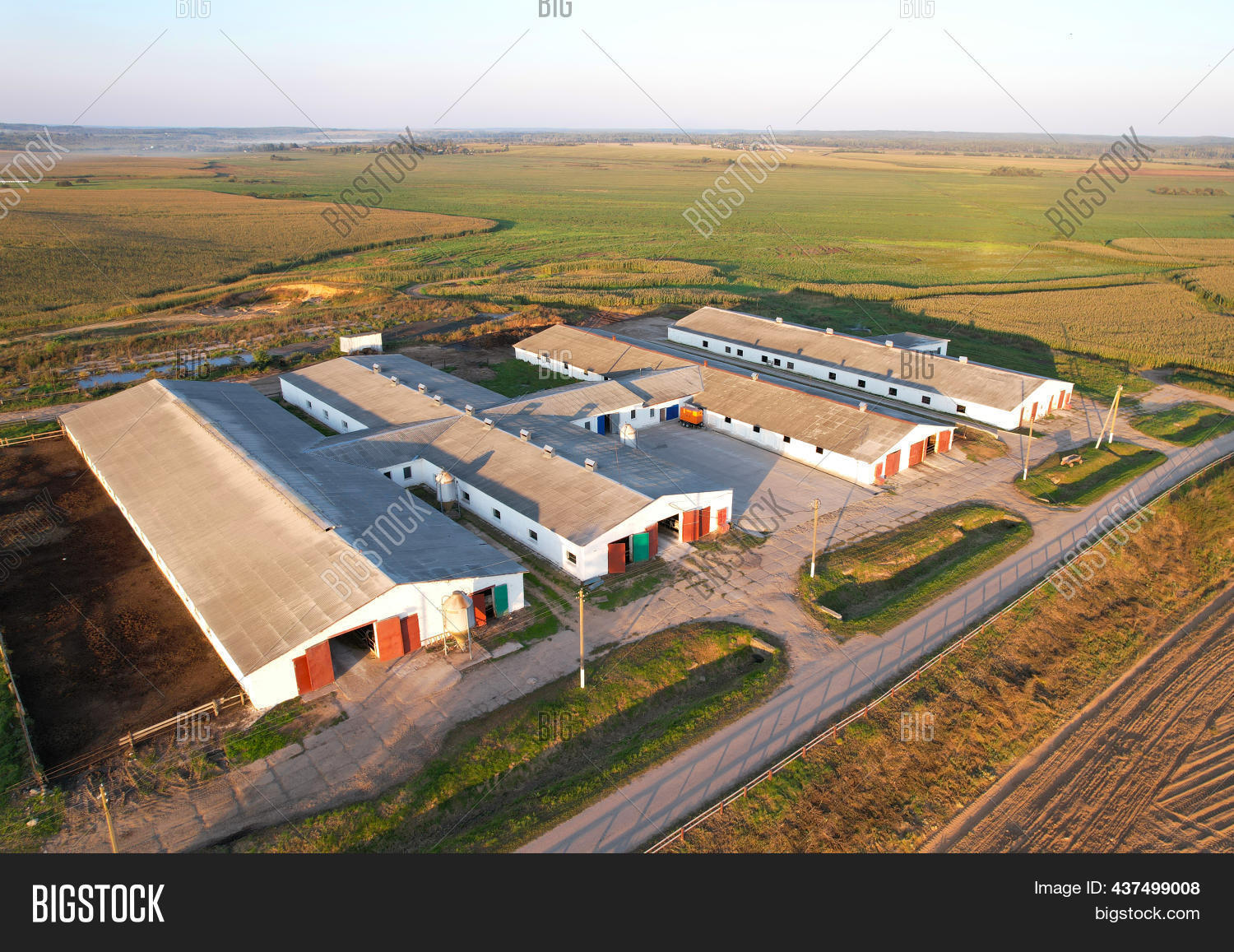 Farm Cows Pigs Village Image & Photo (Free Trial) | Bigstock