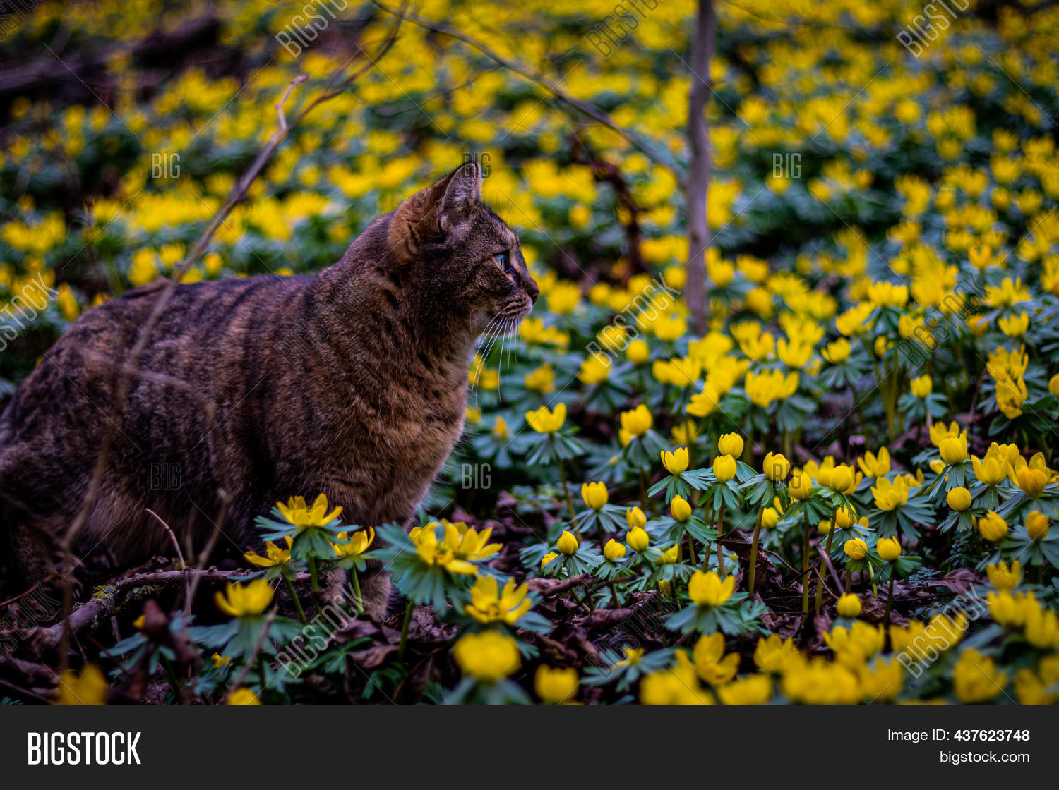 Cat Watching Mouse Image & Photo (Free Trial) | Bigstock