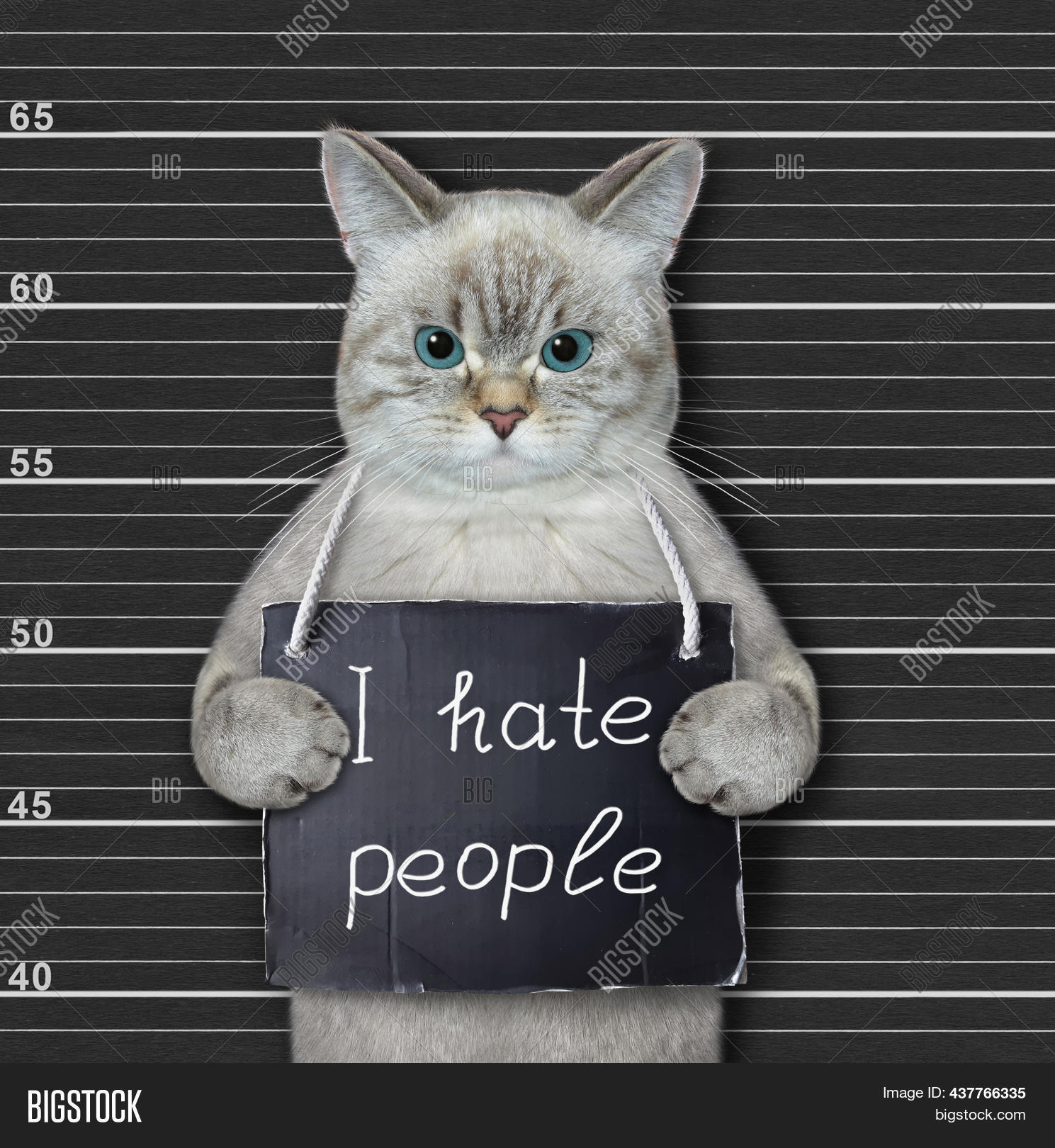 Ashen Cat Criminal Has Image & Photo (Free Trial) | Bigstock