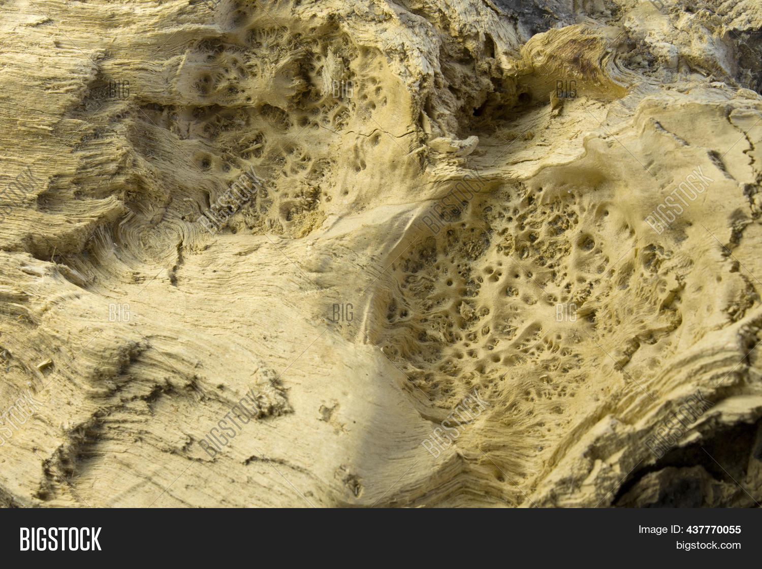 Texture Cross Section Image & Photo (Free Trial) | Bigstock