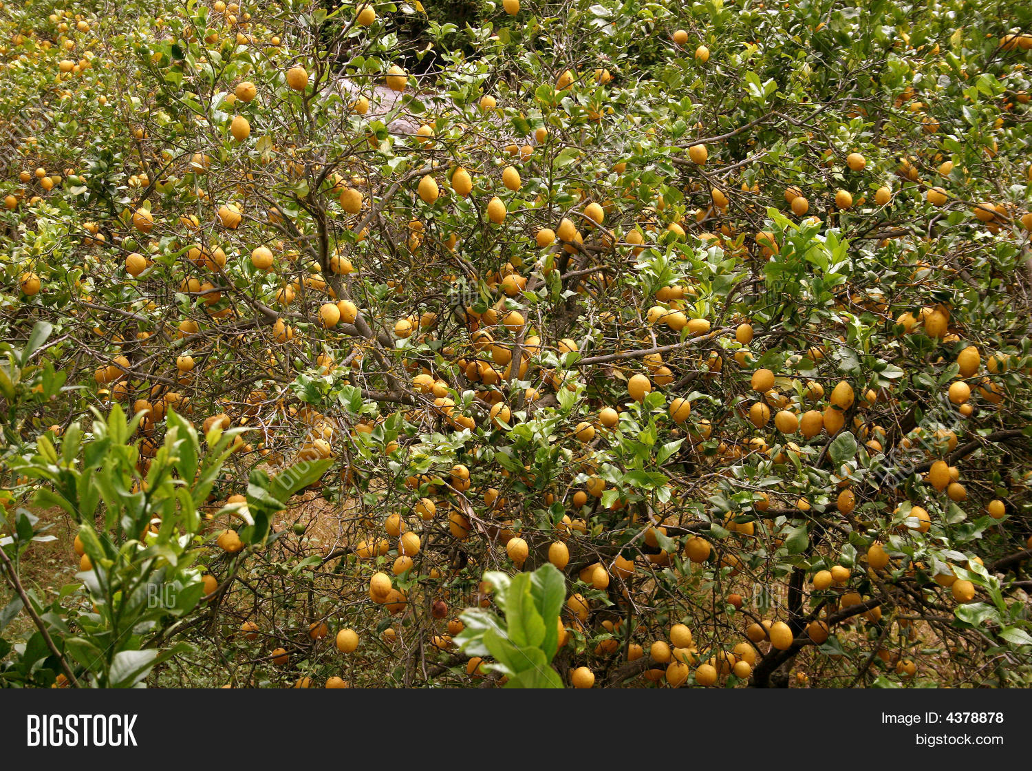 Large Lemons Lemon Image & Photo (Free Trial) | Bigstock