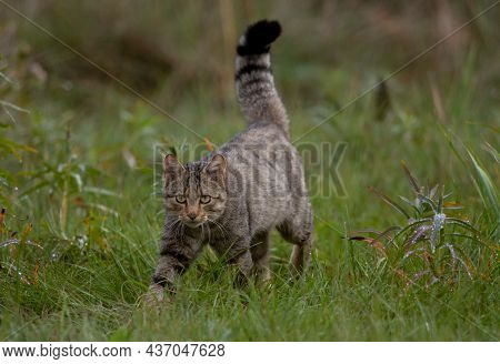 European Wildcat ( Image & Photo (Free Trial) | Bigstock