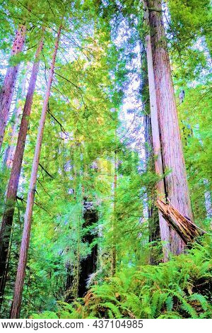 Coastal Redwood Trees Image & Photo (Free Trial) | Bigstock
