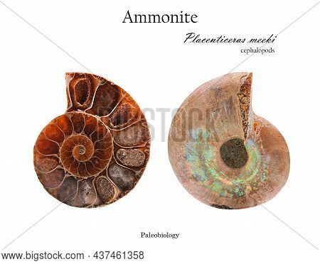 Shell Mollusk Ammonite Image & Photo (Free Trial) | Bigstock