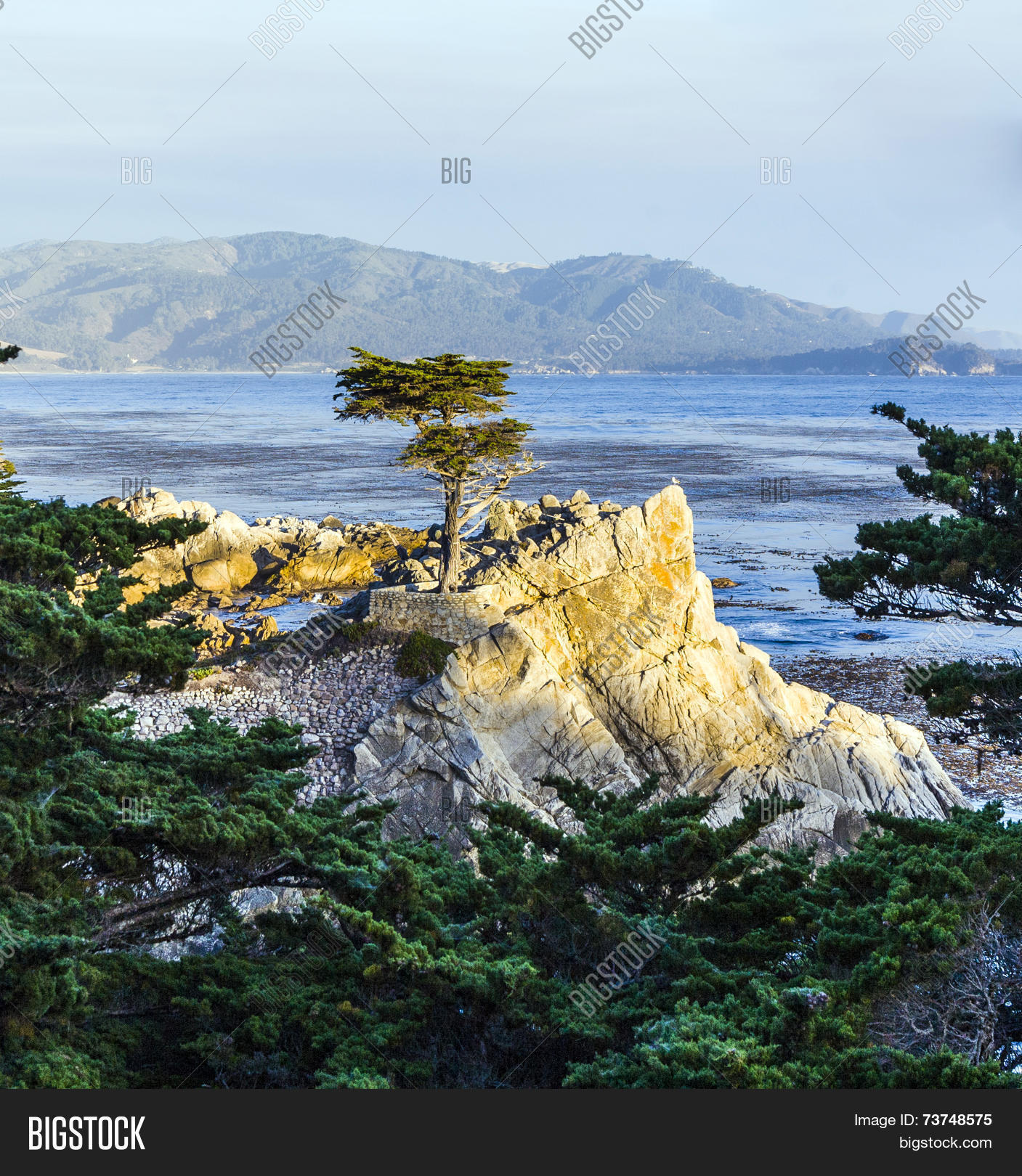 Lonely Cypress Tree Image & Photo (Free Trial) | Bigstock