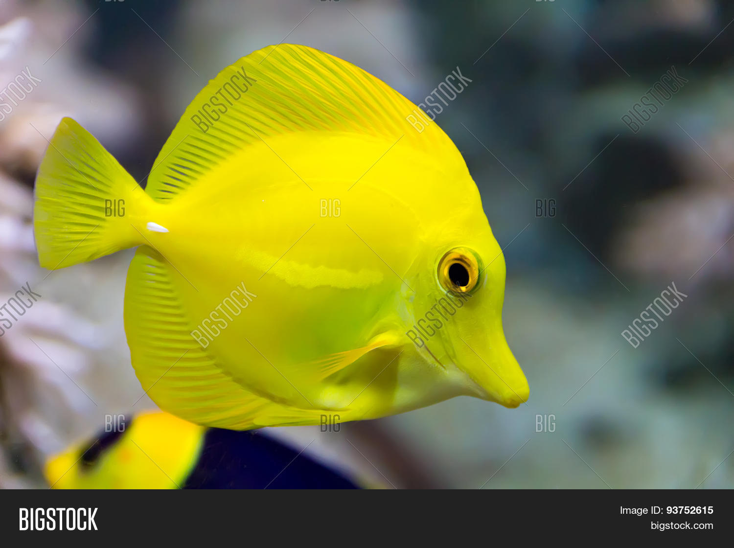 Zebrasoma Yellow Tang Image & Photo (Free Trial) | Bigstock