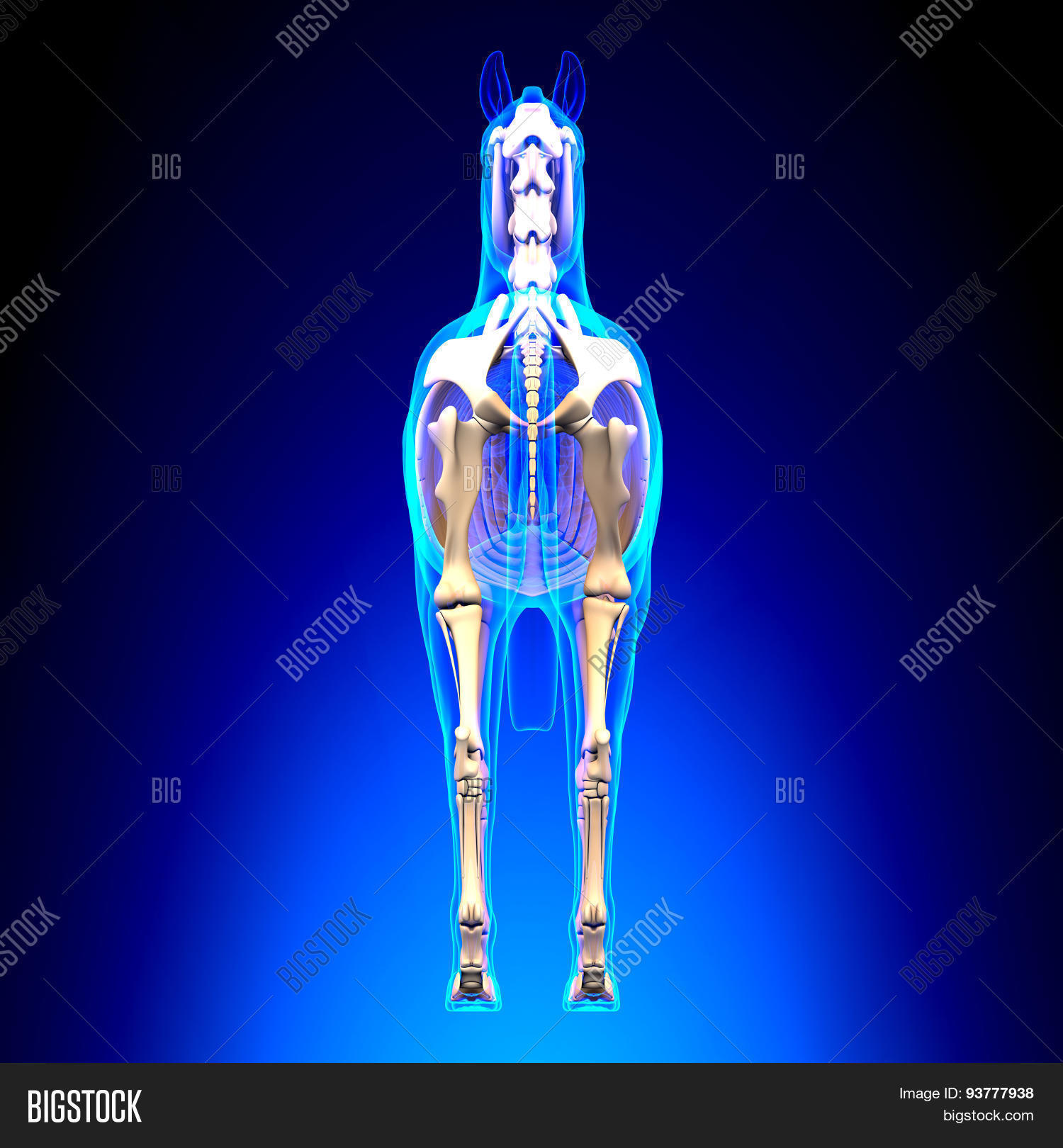 Horse Skeleton Back Image & Photo (Free Trial) | Bigstock