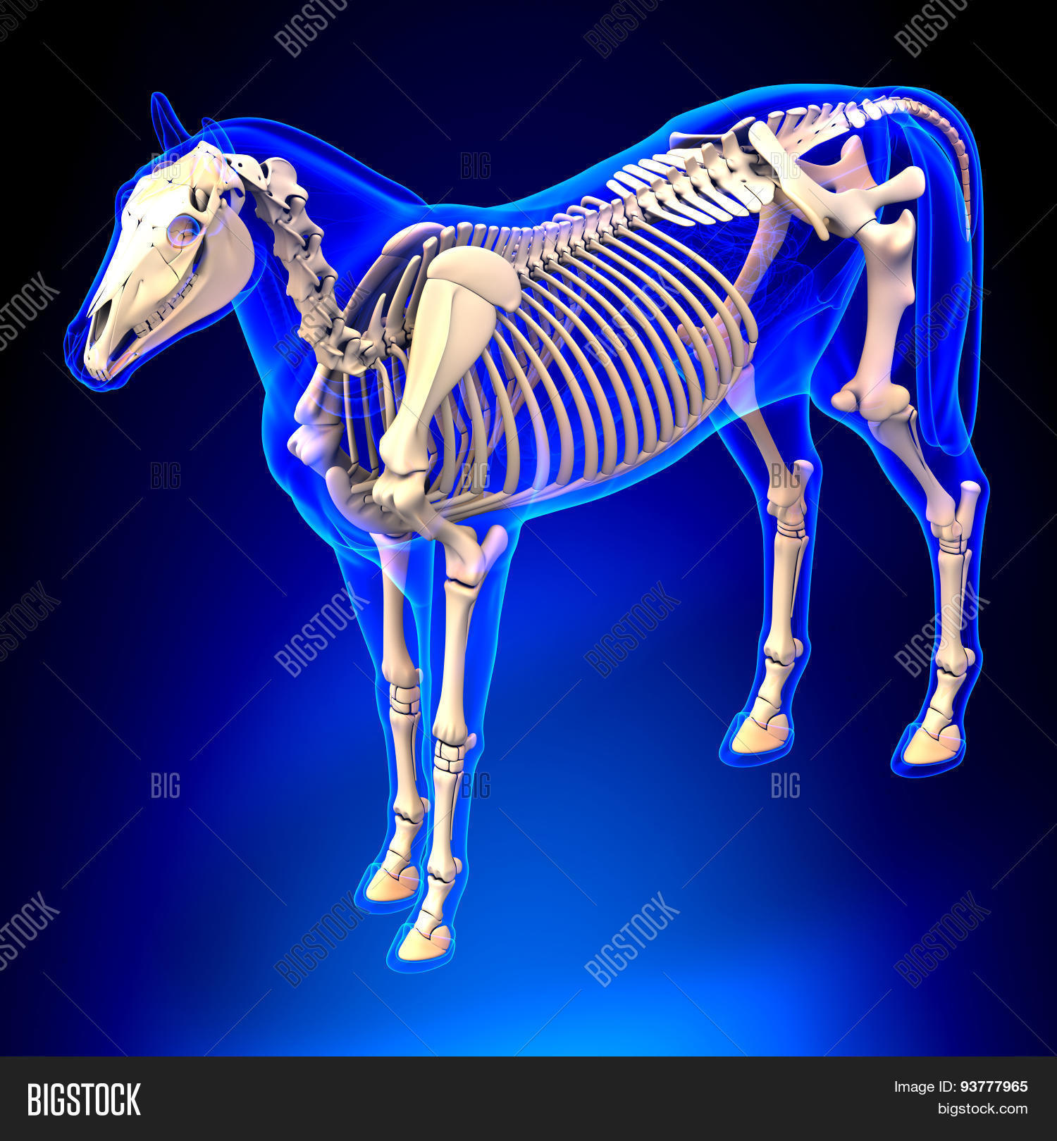 Horse Skeleton - Horse Image & Photo (Free Trial) | Bigstock