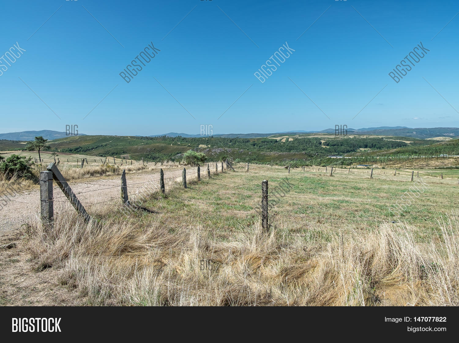 View Rangeland Cattle Image & Photo (Free Trial) | Bigstock