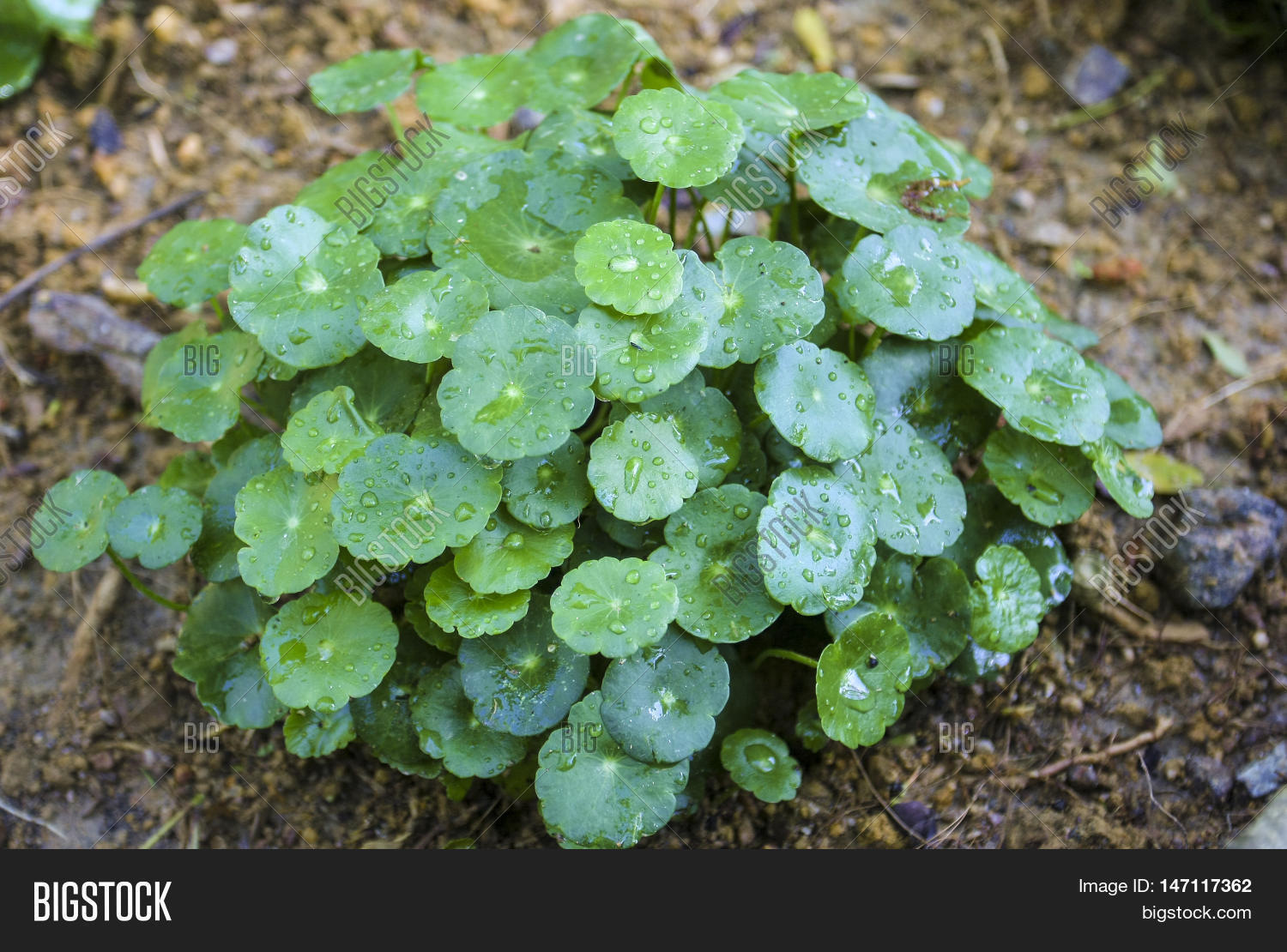 Pennywort Known Pegaga Image & Photo (Free Trial) | Bigstock