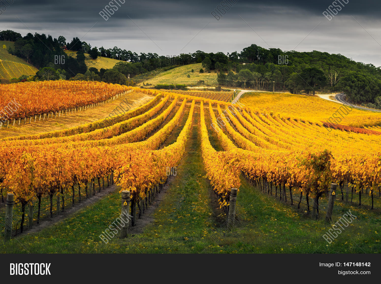 Beautiful Vineyard Image & Photo (Free Trial) | Bigstock