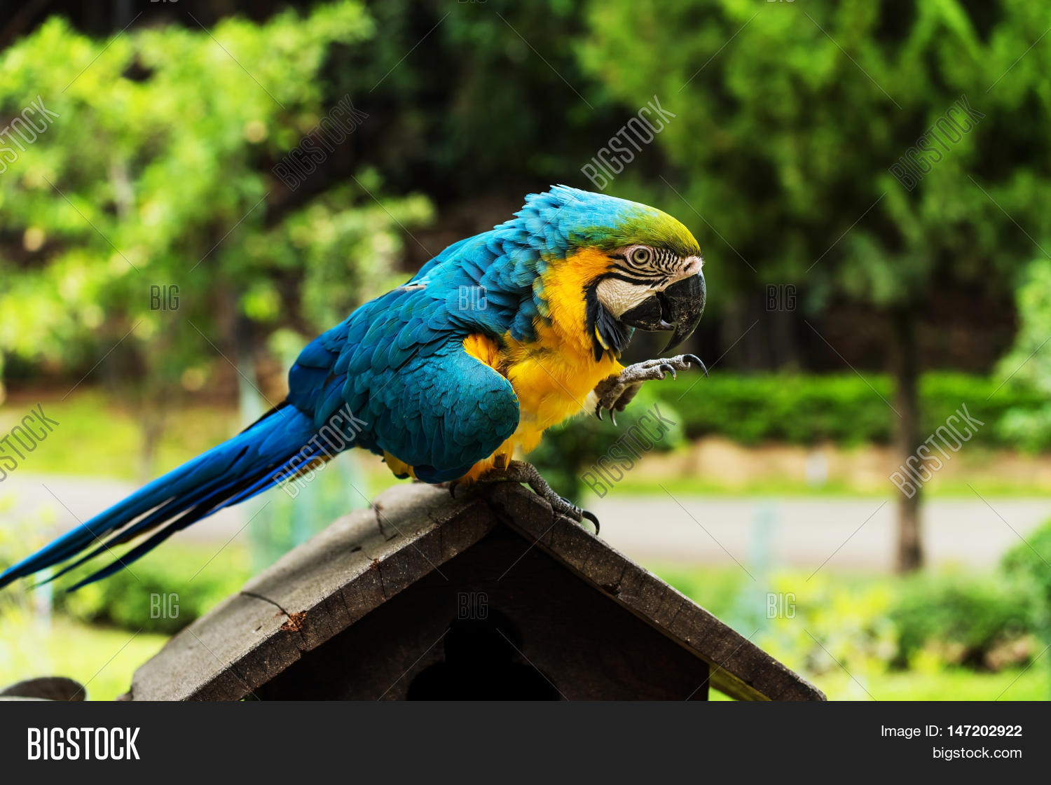 Maccow Parrot Bird Image & Photo (Free Trial) | Bigstock