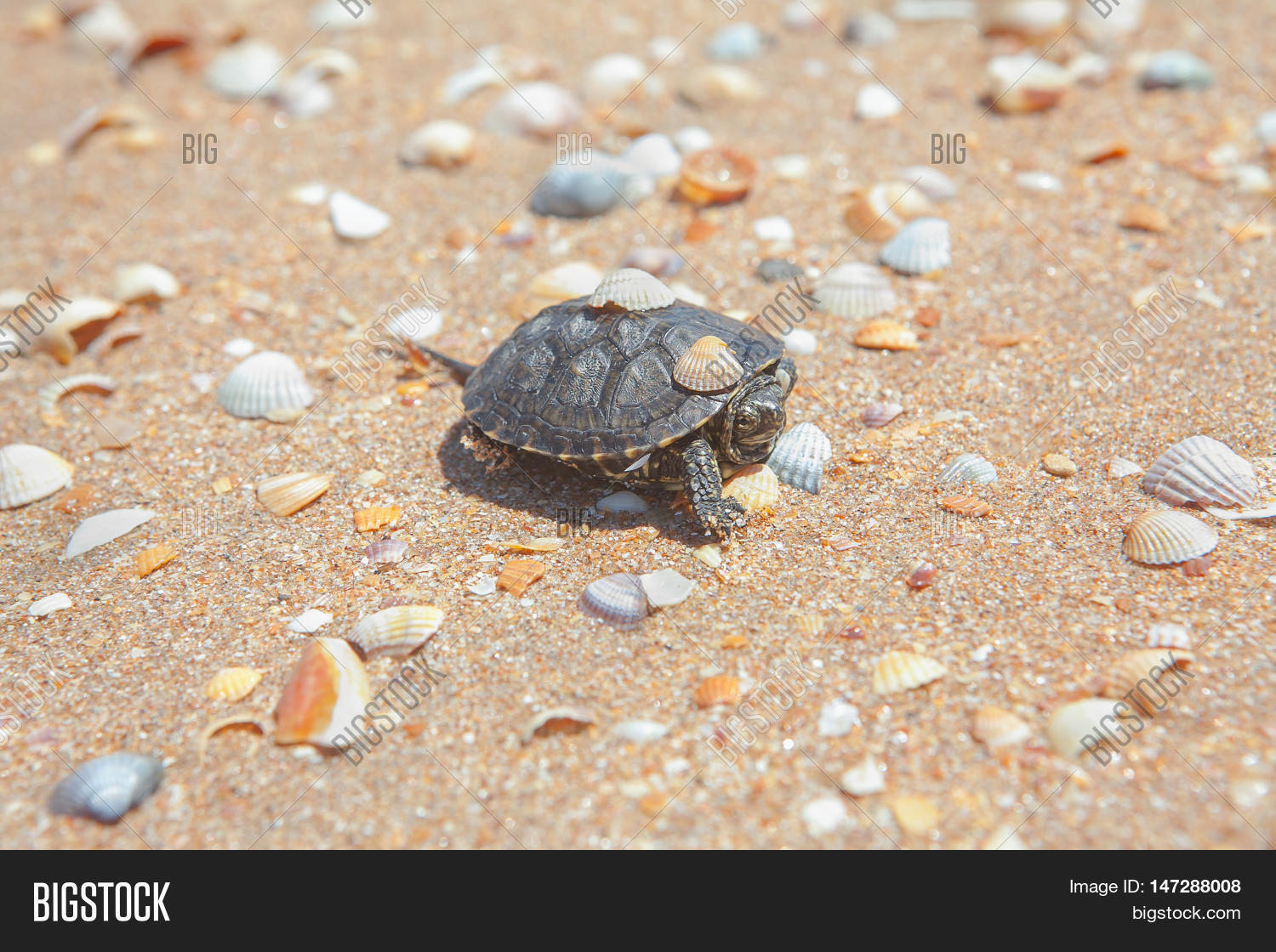 Turtle Hiding Head On Image & Photo (Free Trial) | Bigstock