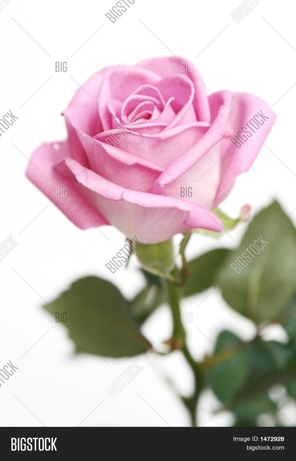 Gentle Pink Rose On Image & Photo (Free Trial) | Bigstock