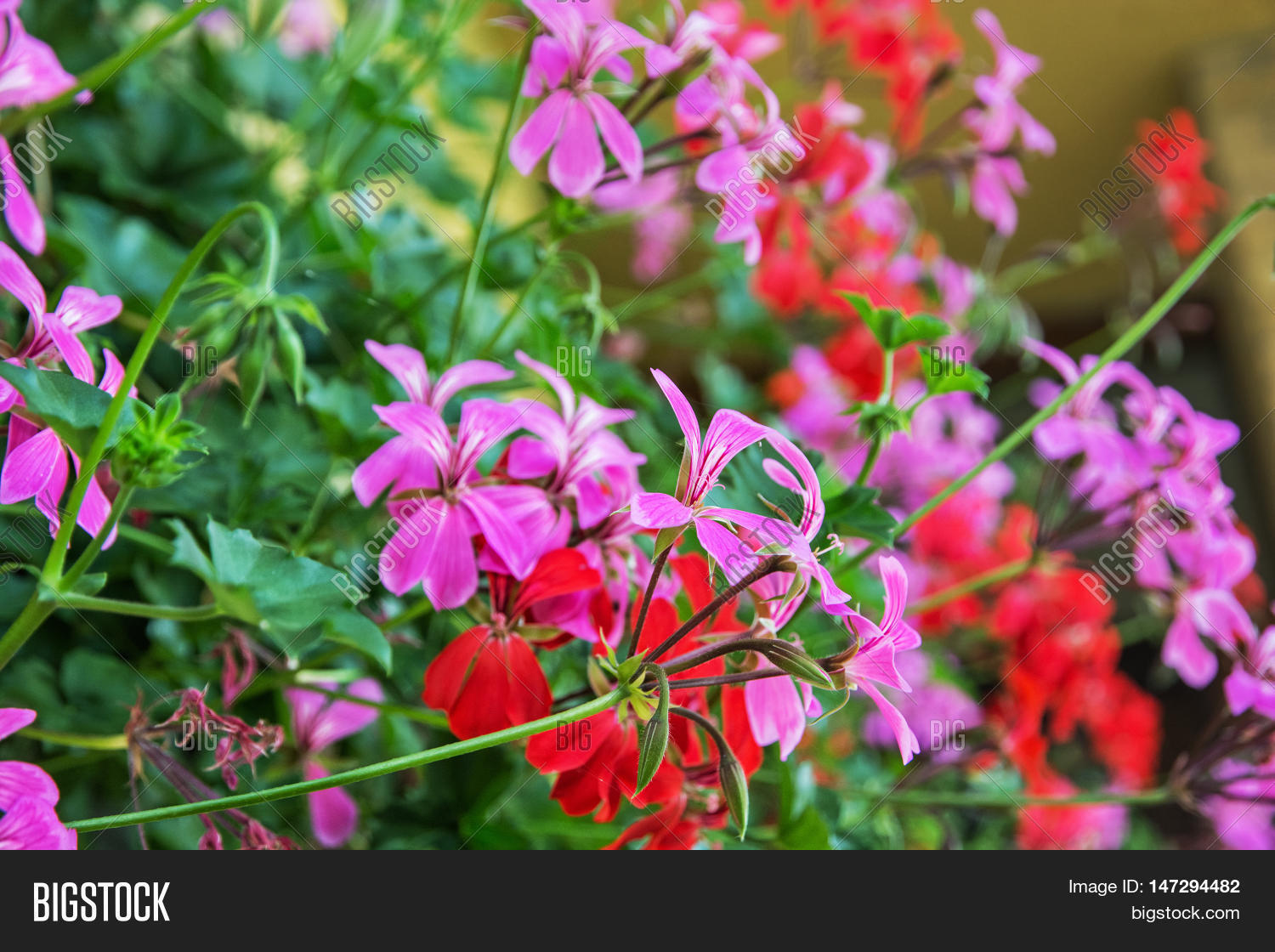 Red Purple Pelargonium Image & Photo (Free Trial) | Bigstock